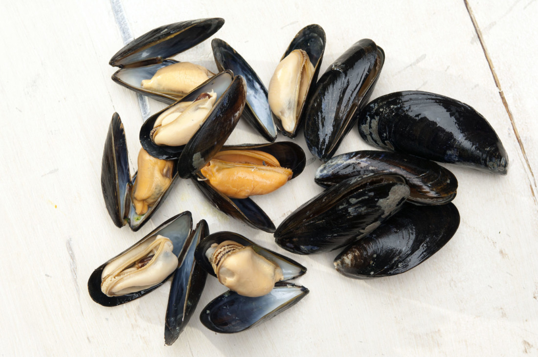 Nieuwe oogst hangcultuur mosselen Oosterschelde, alle basis bereidingen ...
