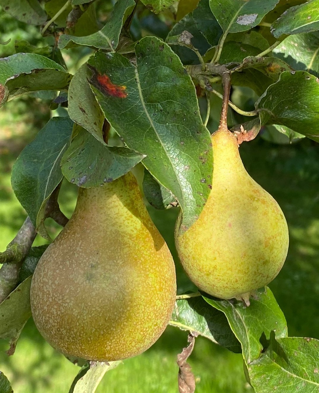 Appels en peren! - Uit de keuken van 8